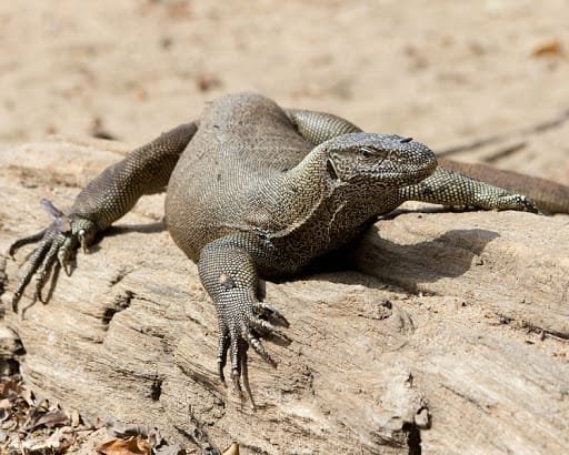 Types of Lizards: - Cheka Paws Animal Care