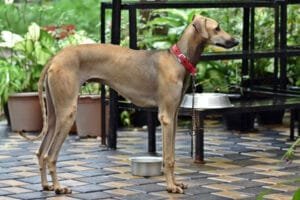 The Ultimate Guide to India's Native Dog Breeds - Cheka Paws Animal Care