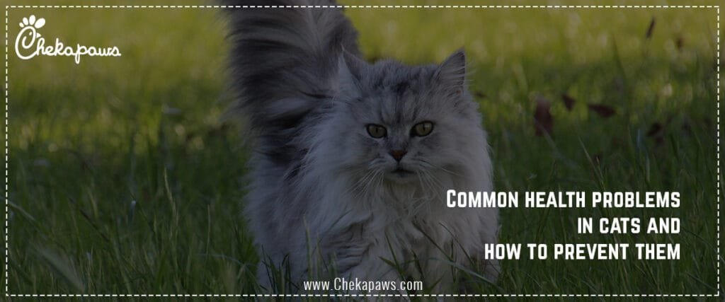 Common health problems in cats and how to prevent them - Cheka Paws ...