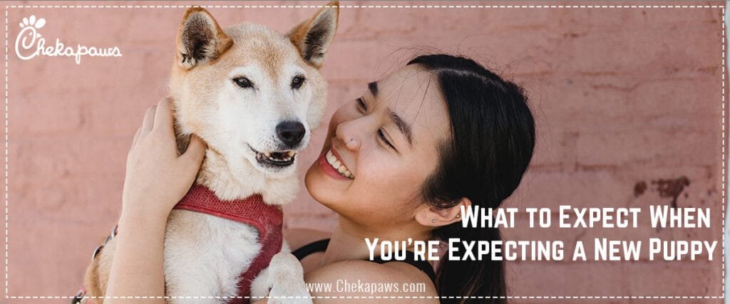 What to Expect When You're Expecting a New Puppy: A Guide for First ...