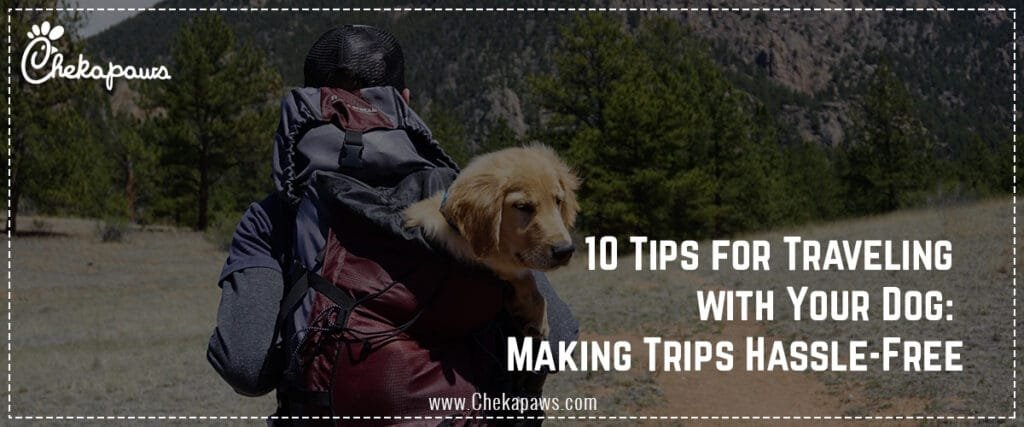 10 Tips for Traveling with Your Dog: Making Trips Hassle-Free - Cheka ...