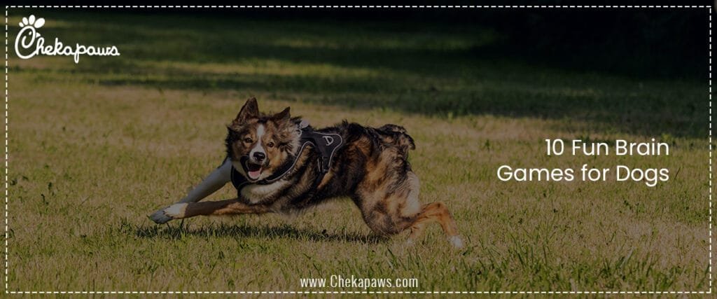 10 Fun Brain Games for Dogs - Cheka Paws Animal Care