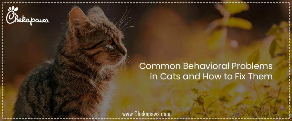 Common Behavioral Problems in Cats and How to Fix Them - Cheka Paws Animal Care