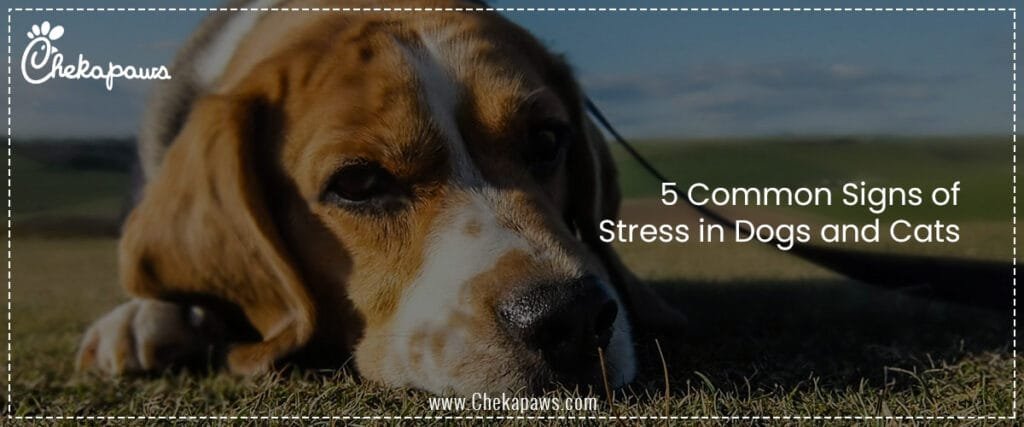 5 Common Signs of Stress in Dogs and Cats - Cheka Paws Animal Care